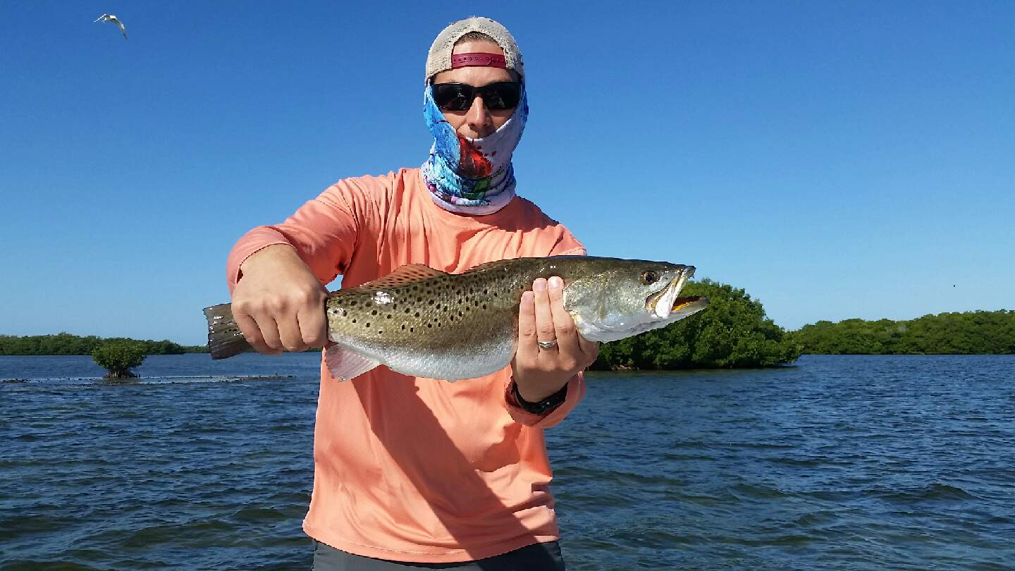 Spotted Sea Trout - Calusa Fishing Adventures